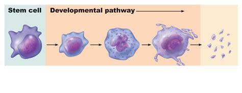 Platelet Formation Diagram Quizlet