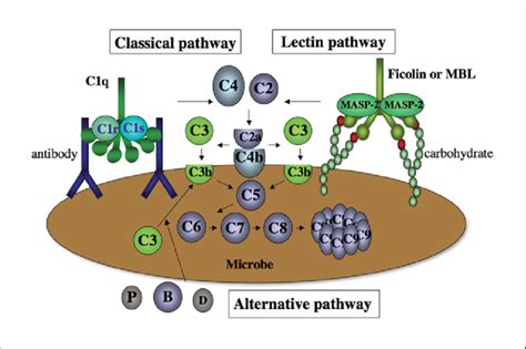three activation pathways and the lytic pathway of the complement