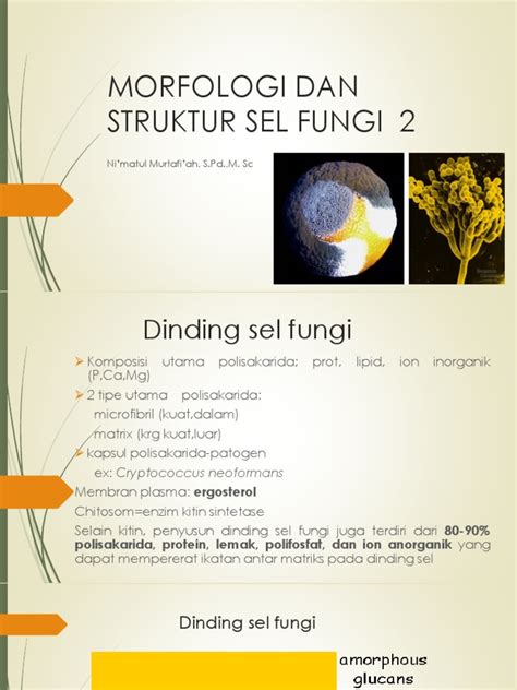 Morfologi Dan Struktur Sel Fungi 2 Pdf