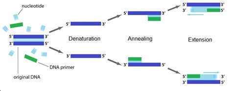 The Figure Below Shows Three Steps A B C Of Polymerase Chain Reaction