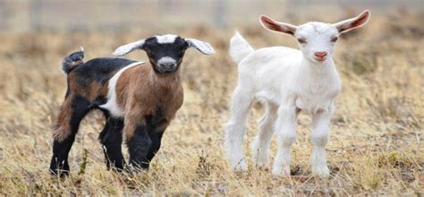 Goat Reproduction Puberty And Sexual Maturity – Goats