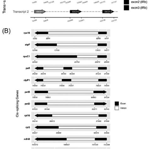 Schematic Map Of The Trans Splicing Gene Rps12 A And Cis Splicing