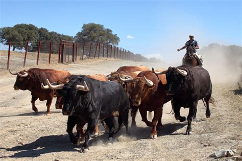 Ganadería De Toro De Lidia De Primera Categoría En 4x4 Salamanca