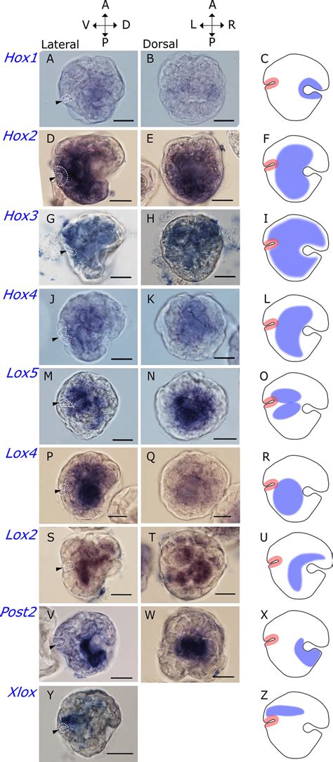 Hox Gene Expression In The Late Gastrula Stage Of Dreissena