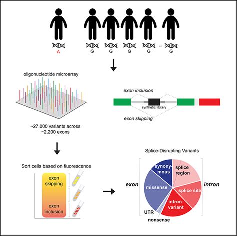 A Multiplexed Assay For Exon Recognition Reveals That An Unappreciated