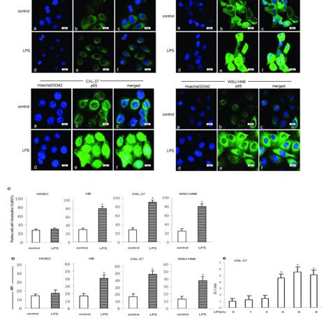 Lps Induced Activation Of P38 Mapk And Nf κb Pathways Through Tlr4 In