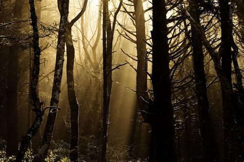 Bosque Oscuro Bosque Aterrador Foto Premium