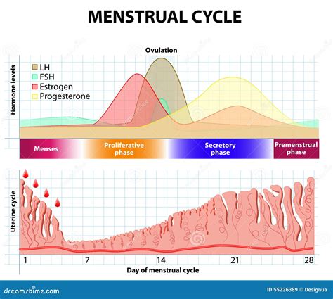 Menstruele Cyclus Endometrium En Hormoon Vector Illustratie