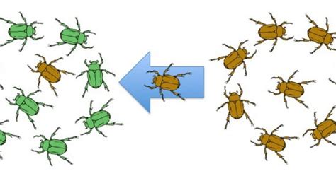 Difference Between Adaptation And Evolution Pediaa Com