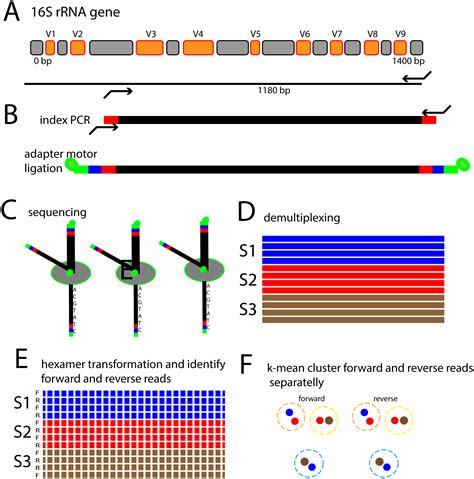 Nanopore Takes Over 16s Rrna Gene Amplicon Sequencing