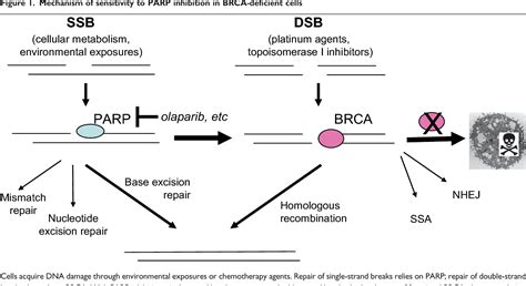 [pdf] Parp Inhibitors In Brca 1 Brca 2 Germline Mutation Carriers