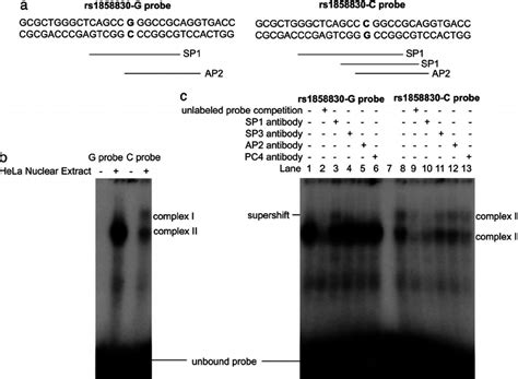 The Met Promoter Variant Rs1858830 Alleles G And C Differentially Bind