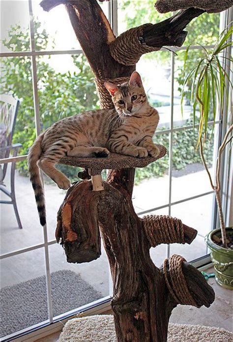 25 Indoor Cat Tree Ideas For Play And Relax Obsigen