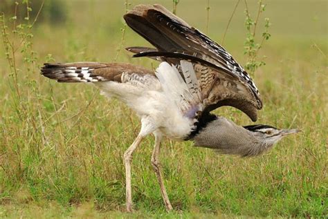 The Largest Flying Bird In The World Lives In Africa Dnb Stories Africa