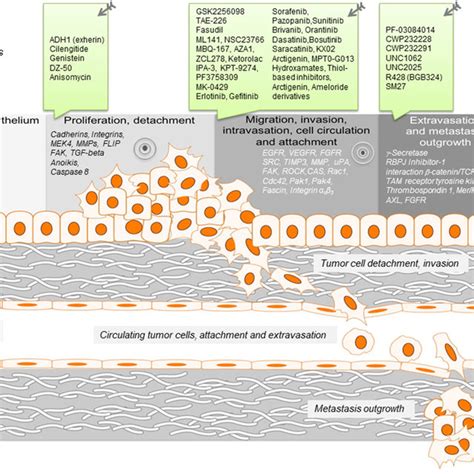Schematic Representation Of The Key Events Leading To Metastasis For