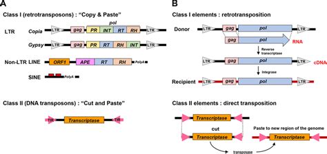 Schematic Of Fungal Transposable Elements Tes Based On Daboussi