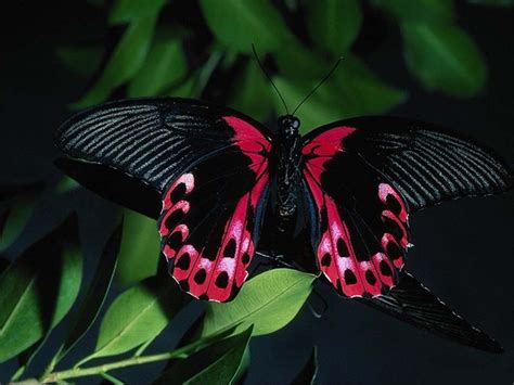 Mesmerizing Butterfly Hd Wallpaper