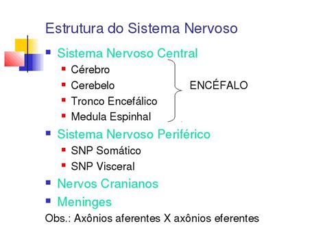Estrutura E Funcionamento Do Sistema Nervoso Várias Estruturas