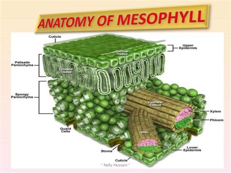 Mesophyll