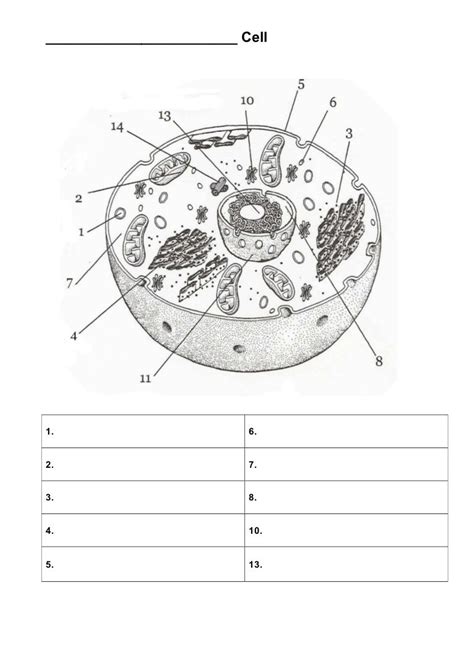 Cell Structure And Function Quiz Printable Free Printable Download