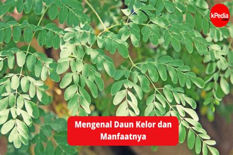 Mengenal Daun Kelor Dan Manfaatnya Gaya Hidup My Xxx Hot Girl