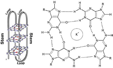 A G Quadruplex Or G4 Dna The Stem And Loop Form Of The G4 Dna Is