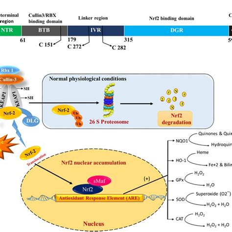 Schematic Representation Of Nrf2 Protein Domains Nrf2—nuclear