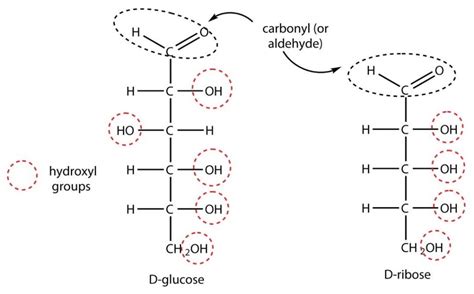 Carbohydrate Food Tech Notes