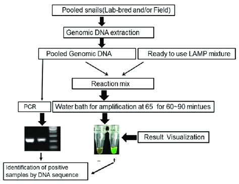 Flow Chart Of Loop Mediated Isothermal Amplification Lamp And Pcr For
