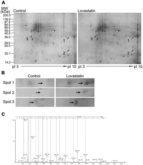 Identification Of Proteins Differentially Expressed In Response To