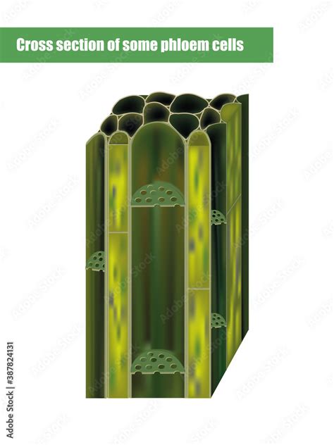 Cross Section Of Some Phloem Cells Phloem Tissue In Plants Vector De
