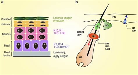 Schematic Diagram Of The Mouse Skin Epithelium Basal Layer
