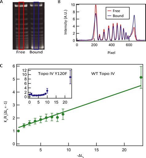 Figure 1 From A Robust Assay To Measure Dna Topology Dependent Protein