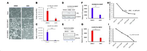 Andrographolide Inhibits Isolated Circulating Strains Of Ev D68 A Download Scientific