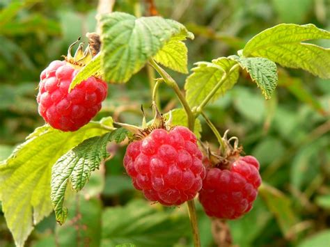 Raspberry Rubus Idaeus