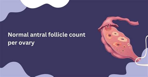 5 Prominent Steps To Increase Antral Follicle Count