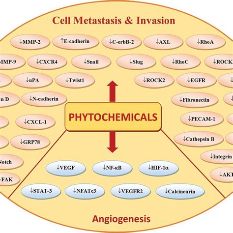 Classification Of Phytochemicals Involved In Breast Cancer