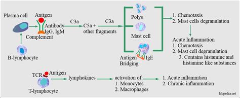 Complement C3 And C4 Acute Phase Protein