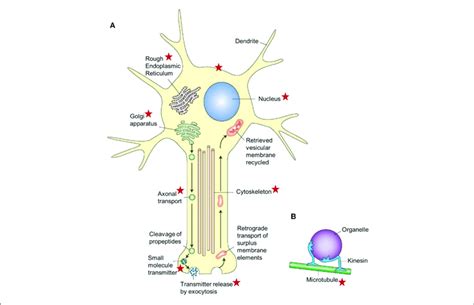 Schematic Representation Of A Neuron Illustrating The Major Cellular