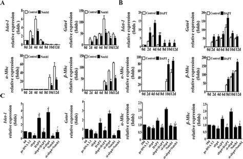 The Sfrp4 Notch1 Signaling Pathway Inhibits P19cl6 Cell Cardiac