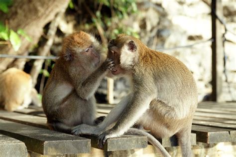 fieggentrio dieren doen het tegen betaling java aap