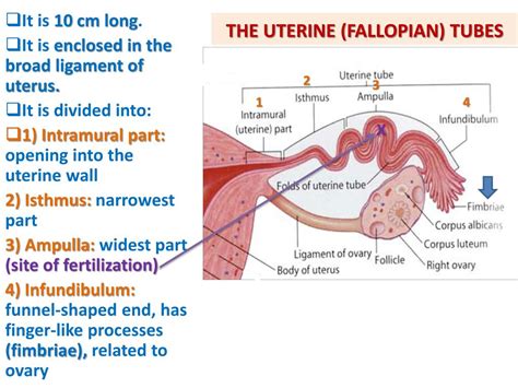 Ppt Anatomy Of The Female Reproductive System Powerpoint Presentation