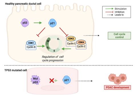 Tp53 Gene Mutation Contributes To Loss Of Cell Cycle Regulation And