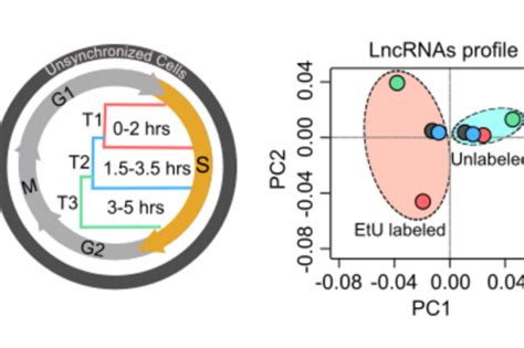 Noncoding Rna In Development And Disease University Of Gothenburg