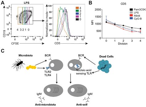 B Cell Receptor And Toll Like Receptor Signaling Coordinate To Control