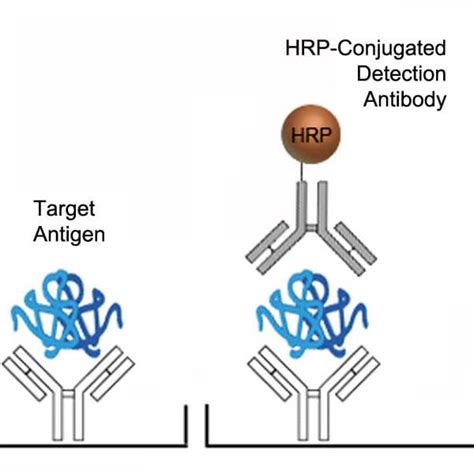Enzyme Linked Immunosorbent Assay Elisa Sandwich Protocol