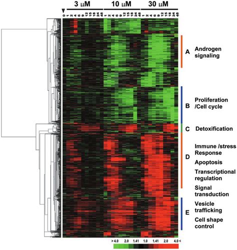 hierarchical clustering analysis of msa responsive genes in lncap