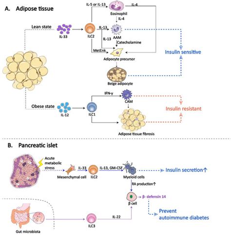 Ijms Free Full Text Innate Lymphoid Cells Emerging Players In