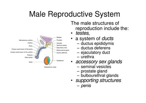 Ppt Histology Of Male Reproductive System Powerpoint Presentation