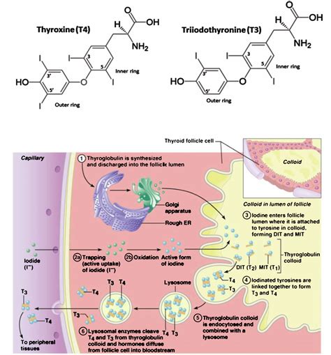 Thyroid Hormone Synthesis Steps